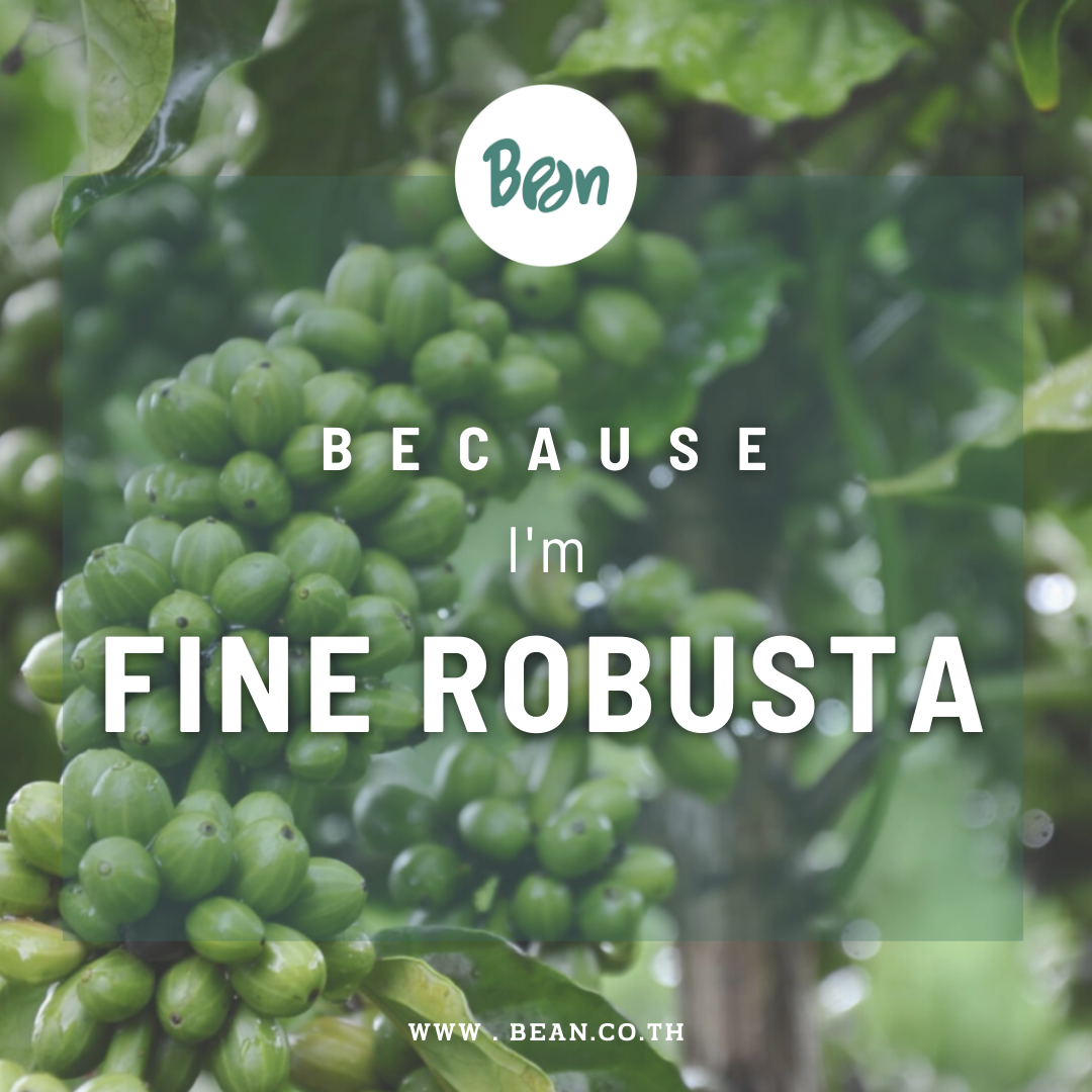มารู้จัก Fine Robusta กันค่ะ - Greenbean import