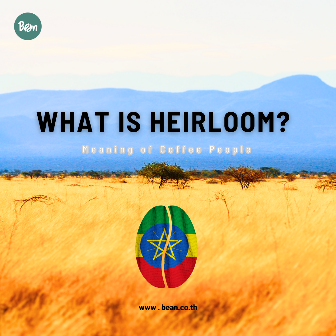 "Heirloom" - Greenbean import